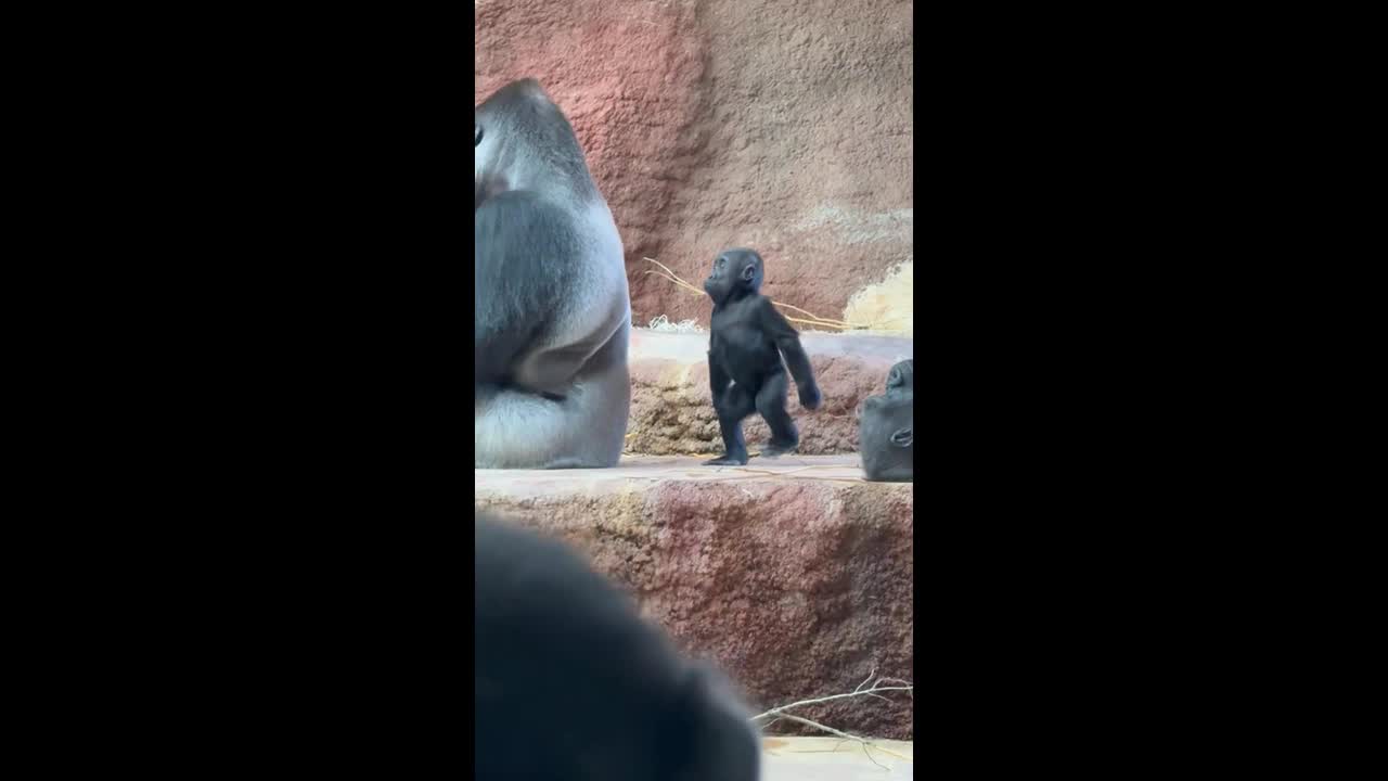 Baby gorilla interacts with silverback in Prague, Czechia