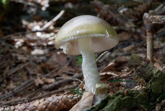 Death cap mushrooms kill three, leave others needing organ transplants ...