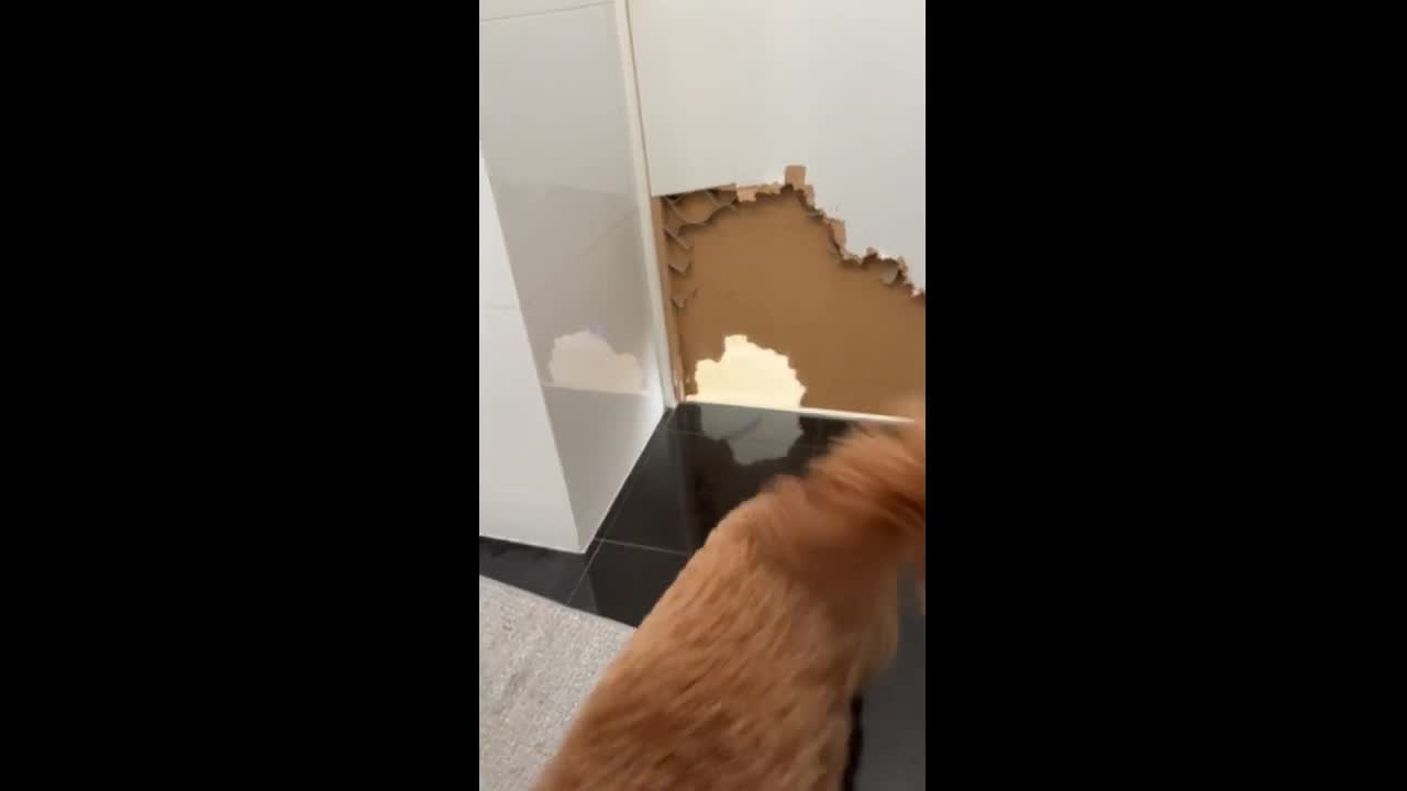 Dog sneaks through homemade door hole in Sydney, Australia