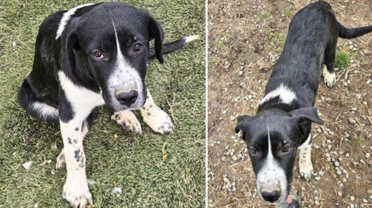 Meet Lucy Lemon: A sweet young puppy who was rescued alongside sibling ...