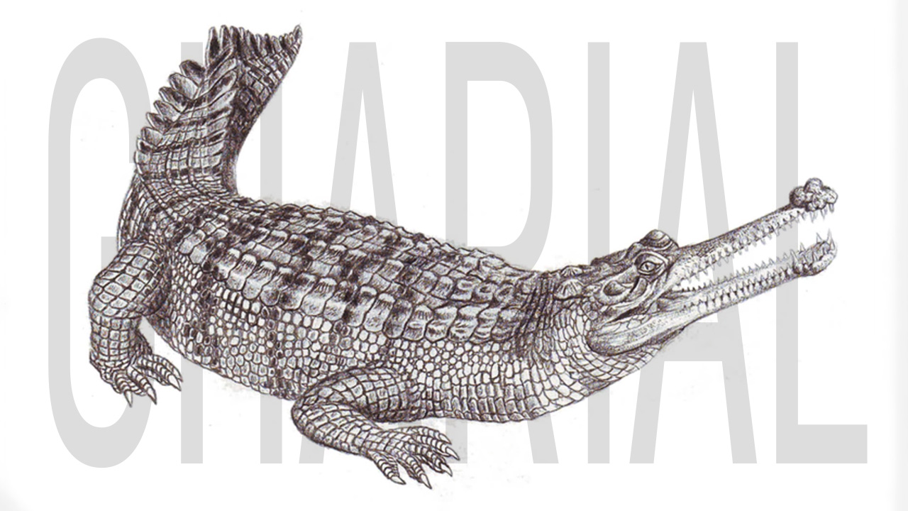 Gharial animation drawing lesson with clean lines and shape