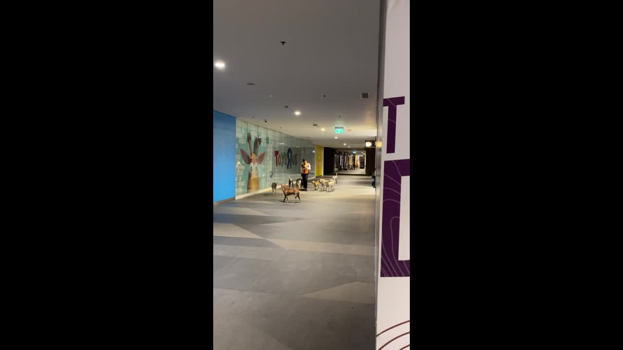 Mall security guard followed by stray dogs in Philippines