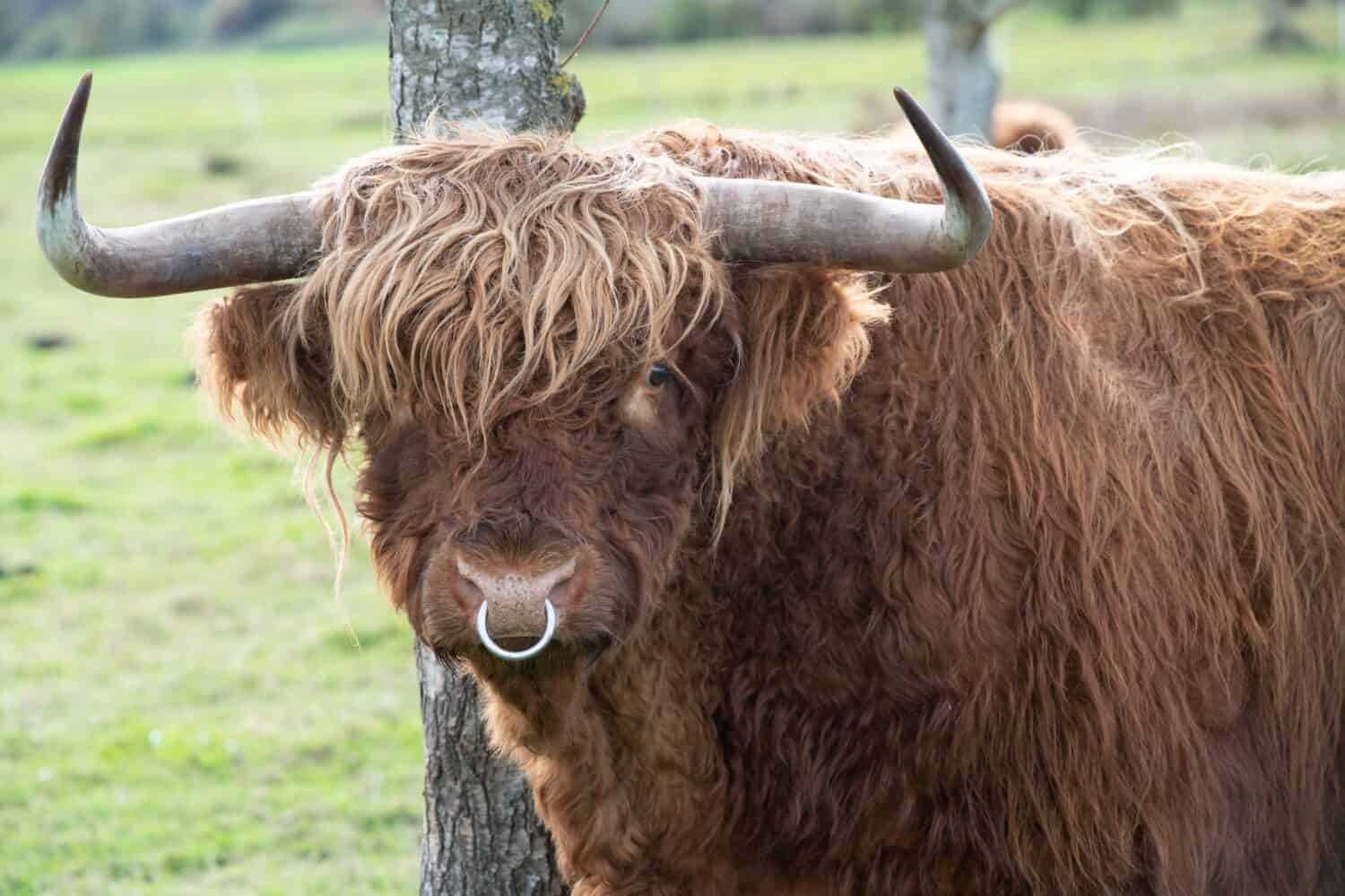 How big can bulls get? Some weigh over 3,000 pounds