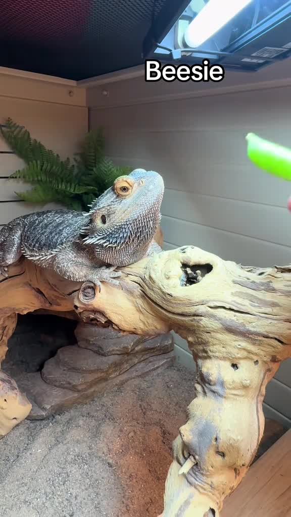 Bearded dragons crunch sugar snap peas ASMR
