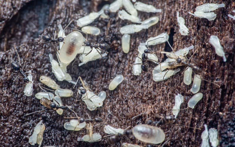To protect colony, sick baby ants sacrifice themselves