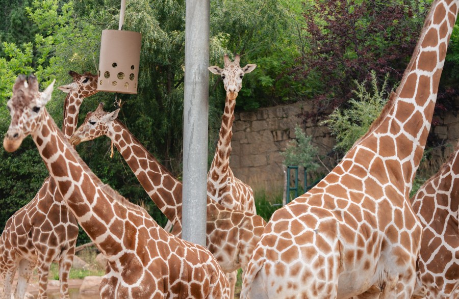 CMZoo to temporarily host male giraffe from Denver as part of species ...