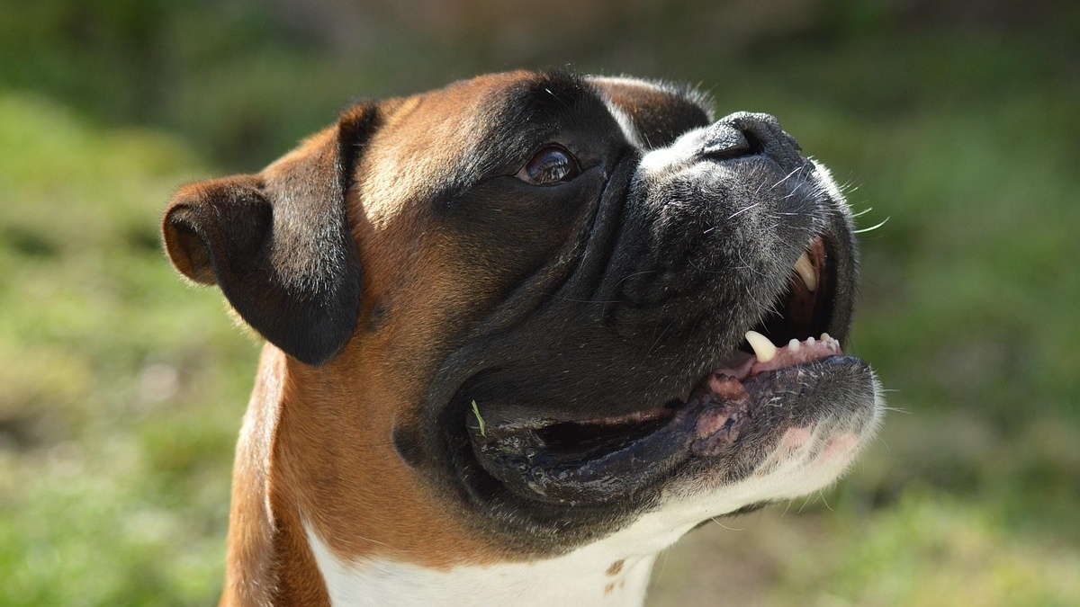 8 dog breeds that are affectionate and docile at home but become ...