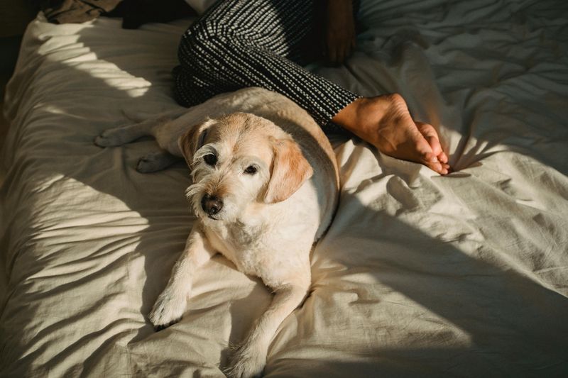 7 subtle dog behaviours that signal emotional dependence