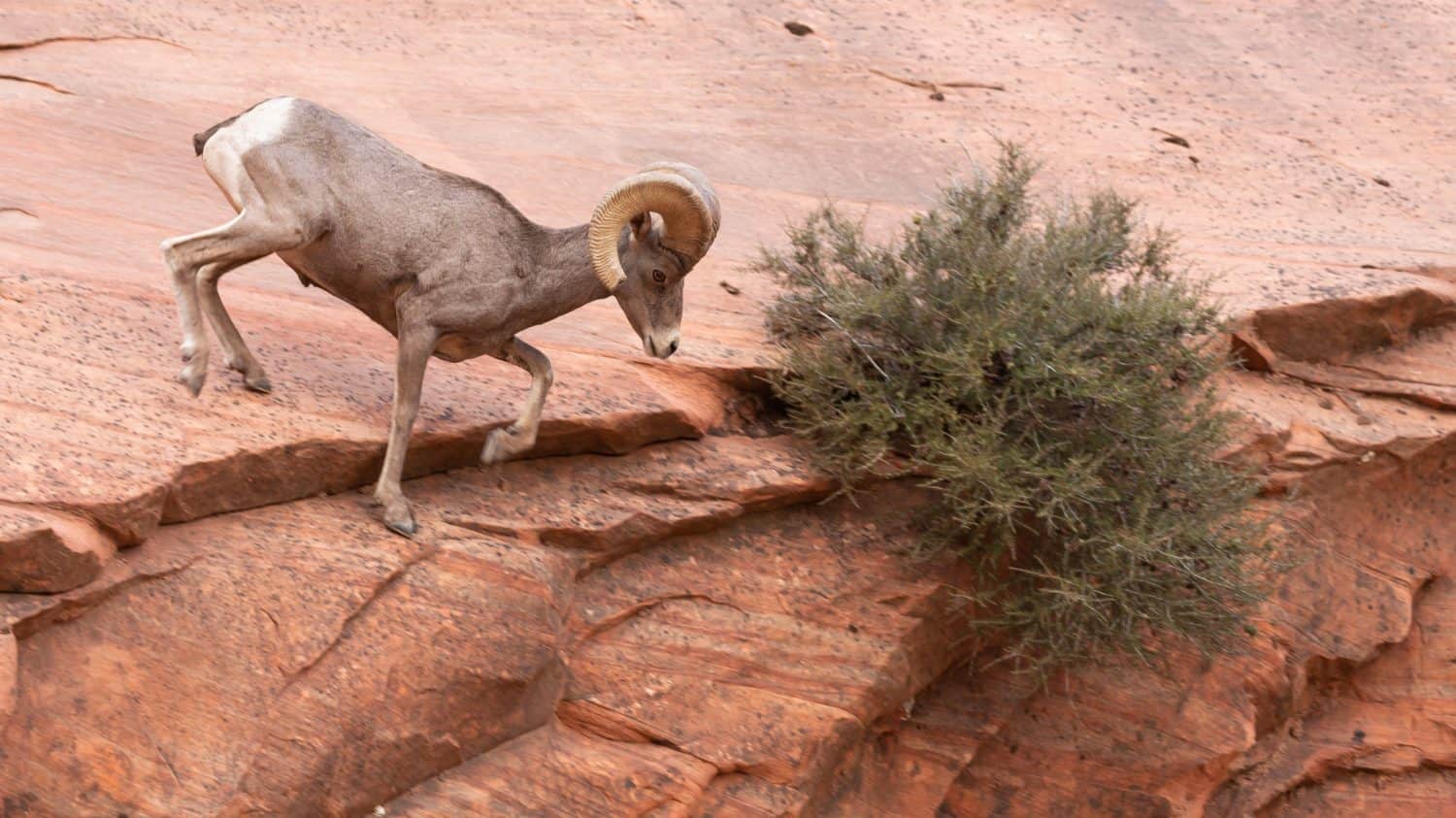 Survival in the desert: How the desert bighorn sheep became Nevada’s ...