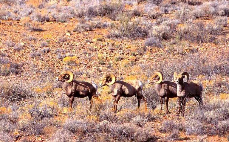 Rams clash for 24 hours: The brutal ritual behind Nevada’s wild survivor