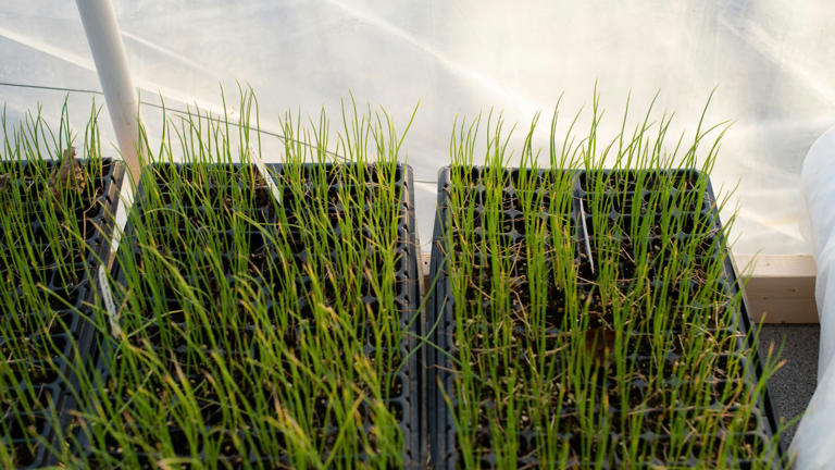 New chemistry trick makes crop trait selection way easier