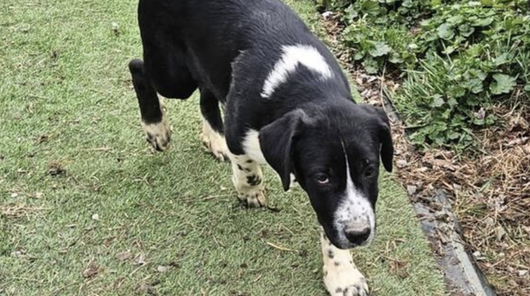 Meet Lucy Lemon: A sweet young puppy who was rescued alongside sibling ...