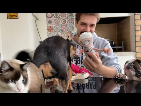 Meus 3 pets e seus brinquedos favoritos: Madá, Bica e Lola se divertem!