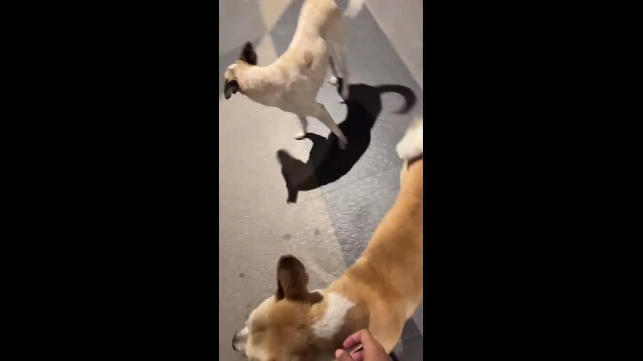 Mall security guard followed by stray dogs in Philippines