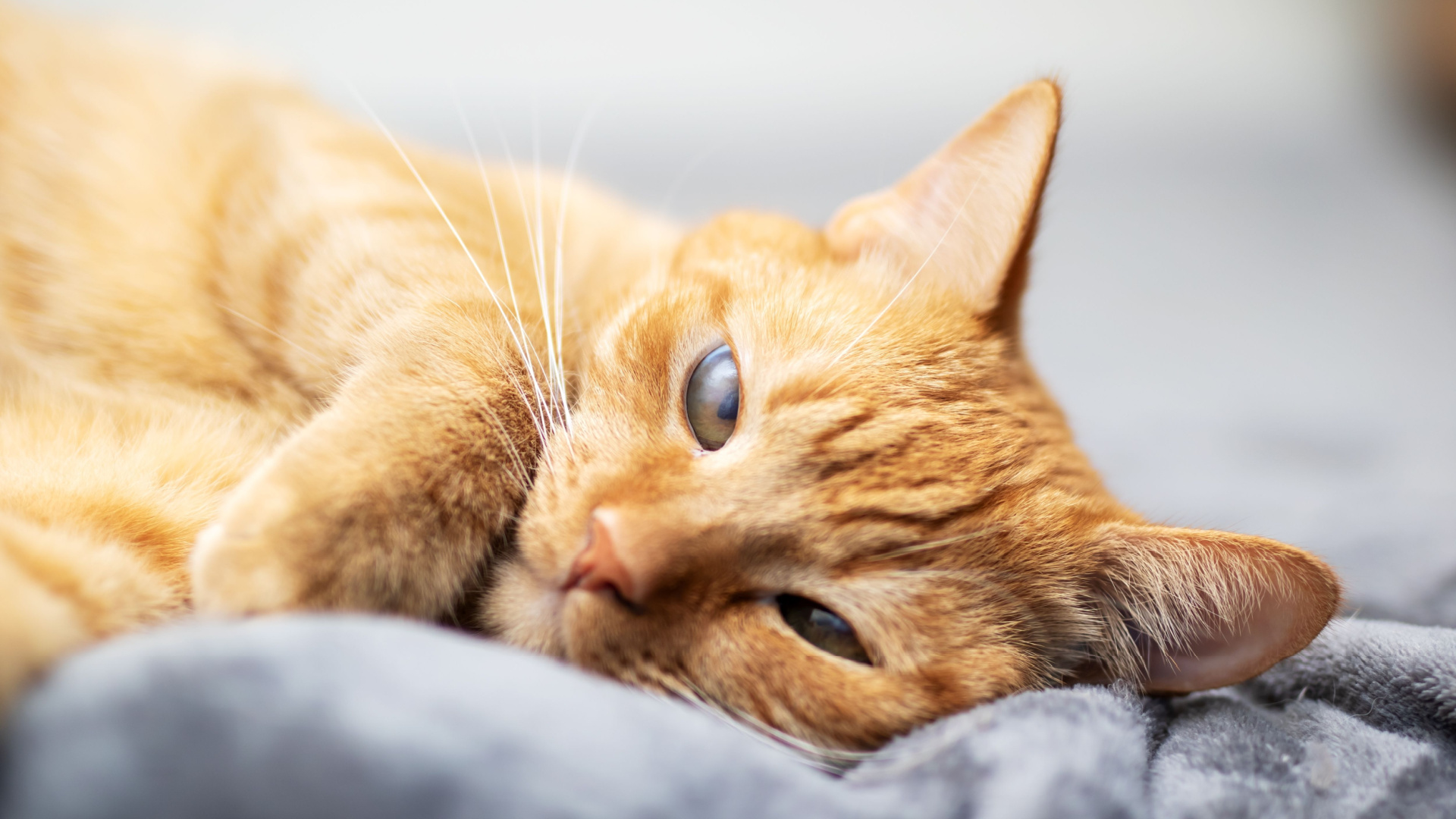7 cat habits that mean you’re their primary source of comfort