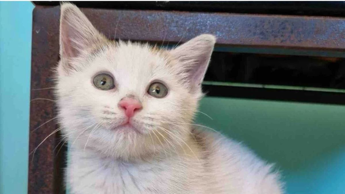 Patient cat finds her forever home after a three-year wait