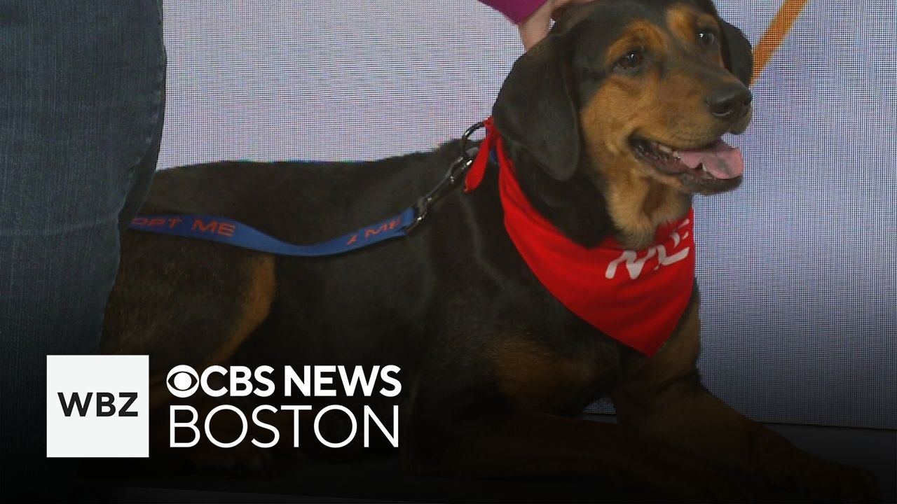 Texas shelter fosters dogs, helps find them homes in Massachusetts