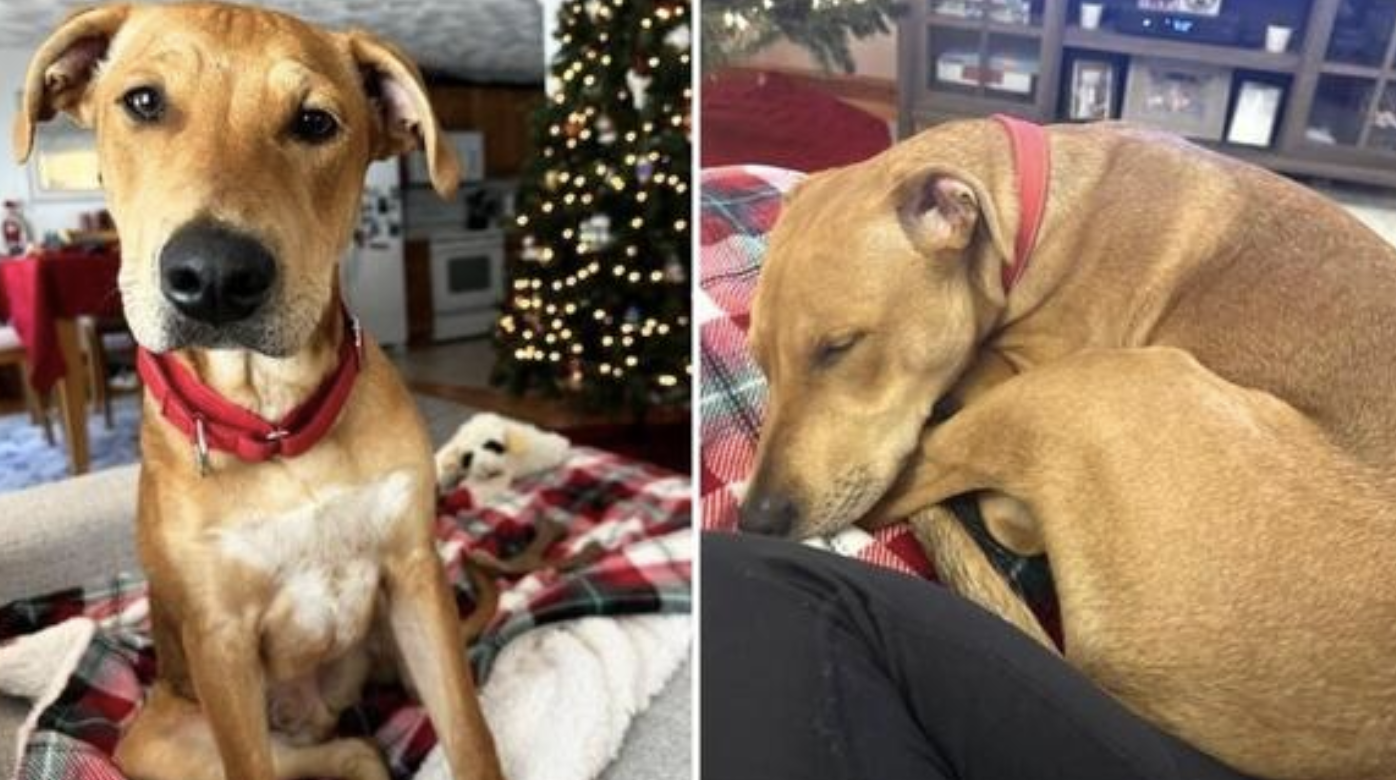 8-month-old puppy is searching for new home after landlord causes ...