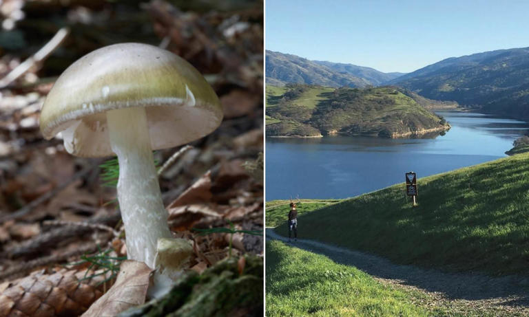 Death cap mushrooms kill three, leave others needing organ transplants ...