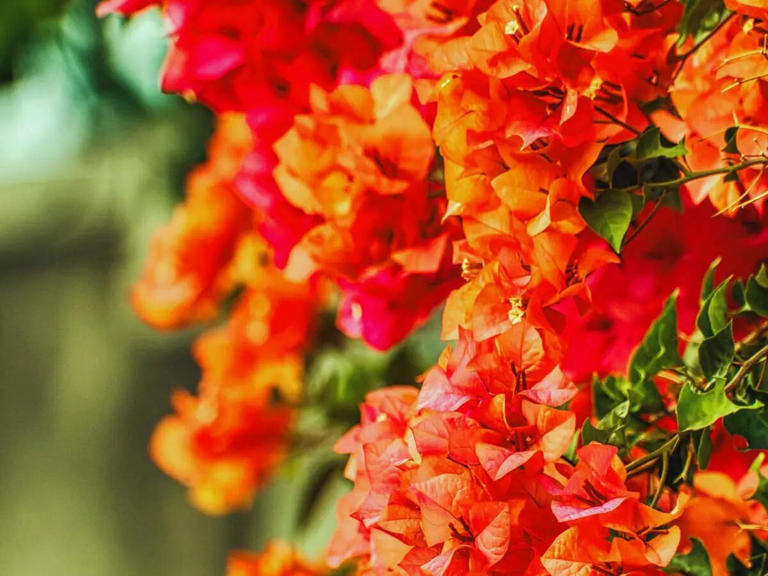 5 plants that don’t need daily watering — perfect for Indian conditions