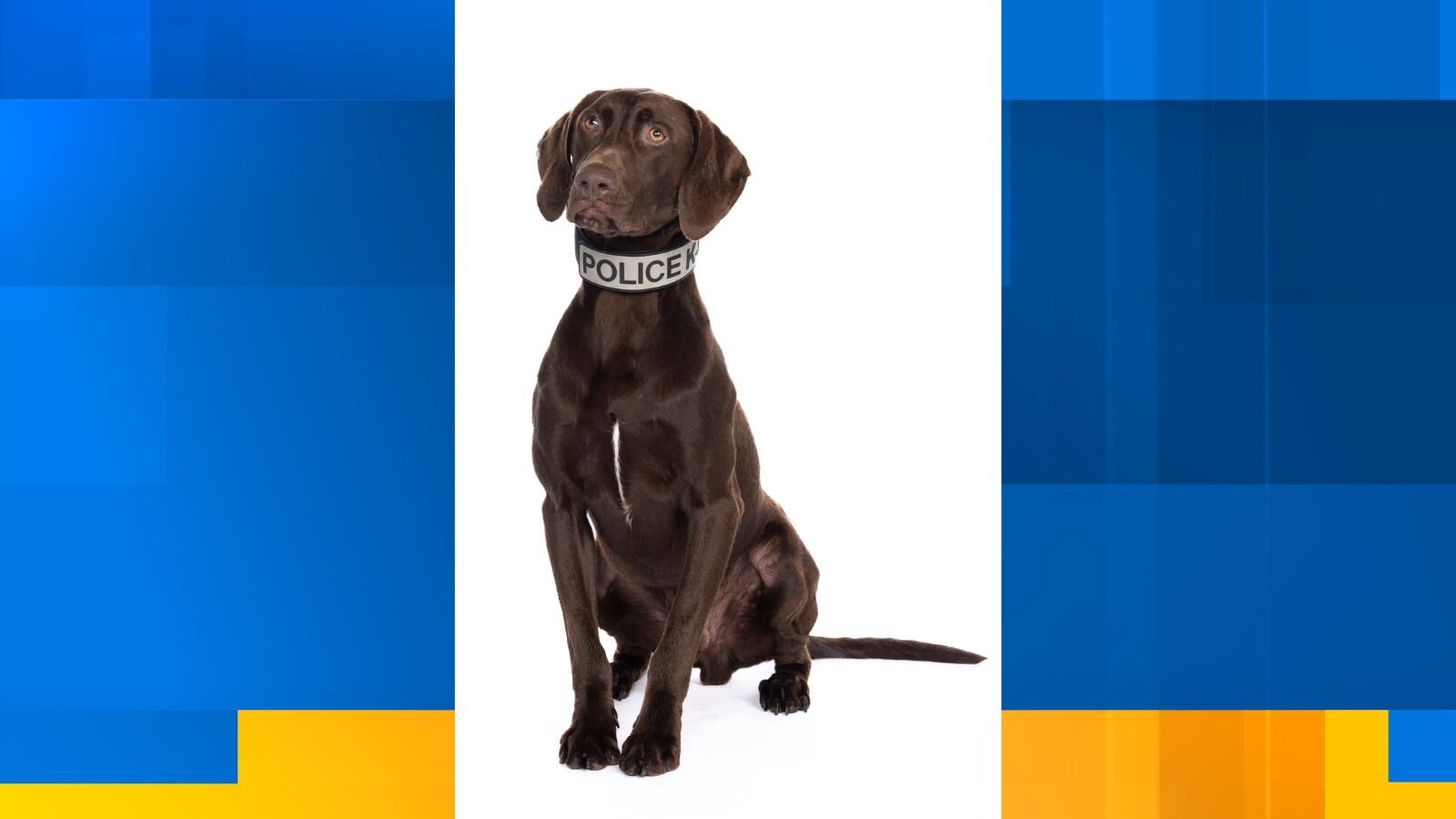 ‘A loss like this affects us all.’ | UT Police Department K-9 dies ...