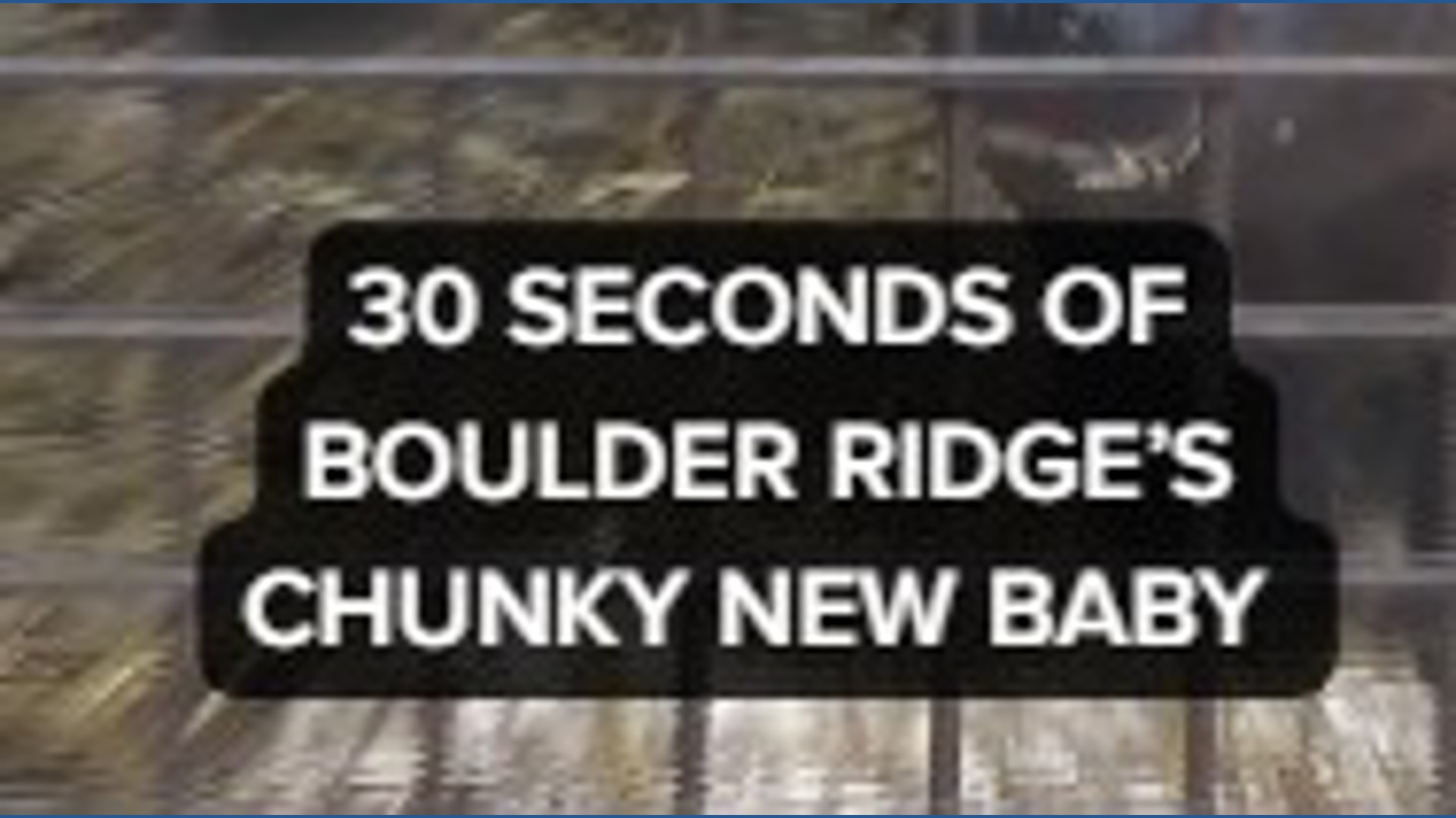 Enjoy 30 seconds of Boulder Ridge's chunky pygmy hippo calf