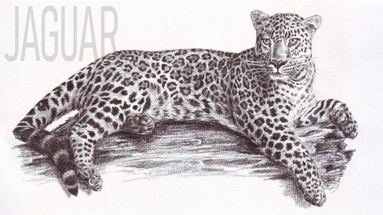 Amazing jaguar drawing tutorial that looks wild and real