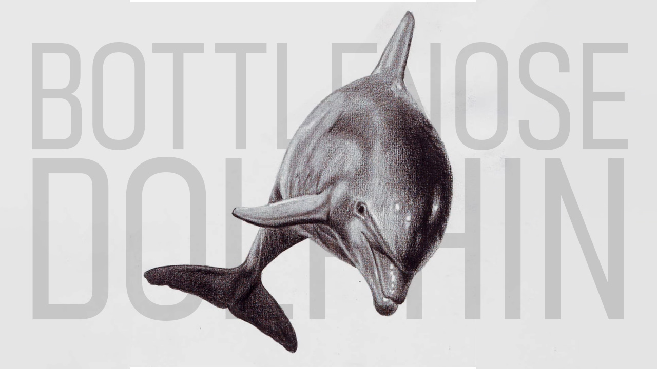 Easy bottlenose dolphin drawing tutorial with simple shapes