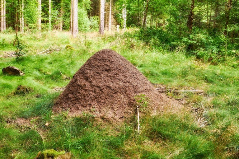 How ants gave up armor to build some of the largest societies on Earth