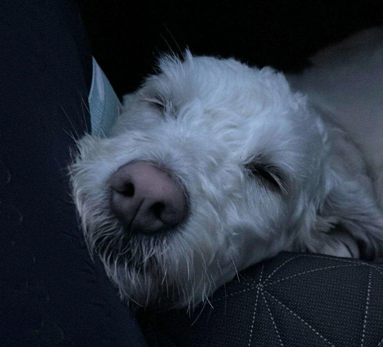 Therapy dog Mabel at Teynham Primary School found in Darenth Country ...
