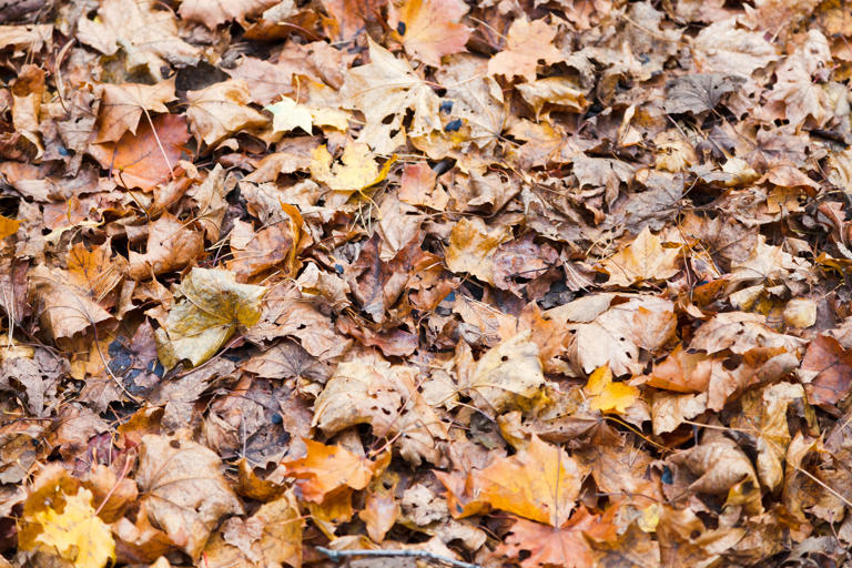 Leaf litter in winter: Mulch or remove