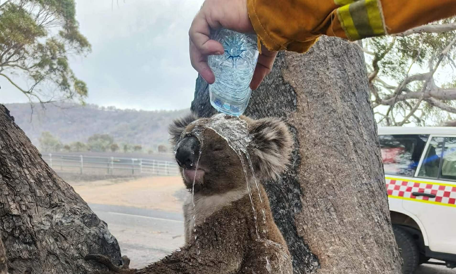 Heartbreaking photo emerges as Victoria grapples with worst bushfire ...