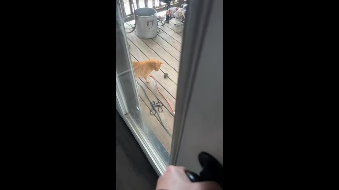 Vole rescued from playful cat at home in DeSoto, USA