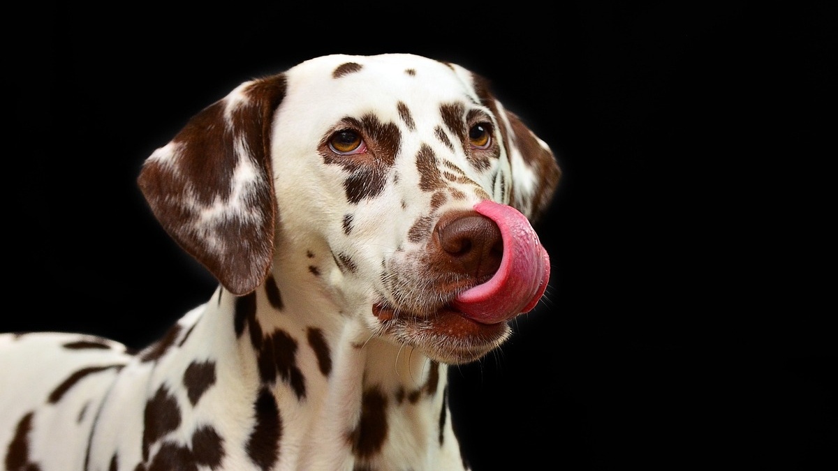 15 things a dog will do for you before you cross the rainbow bridge