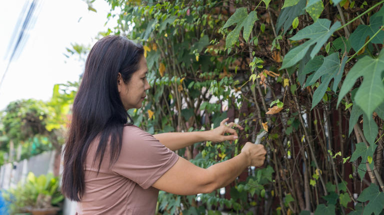 You'll want to remember the simple three Cs rule when pruning plants