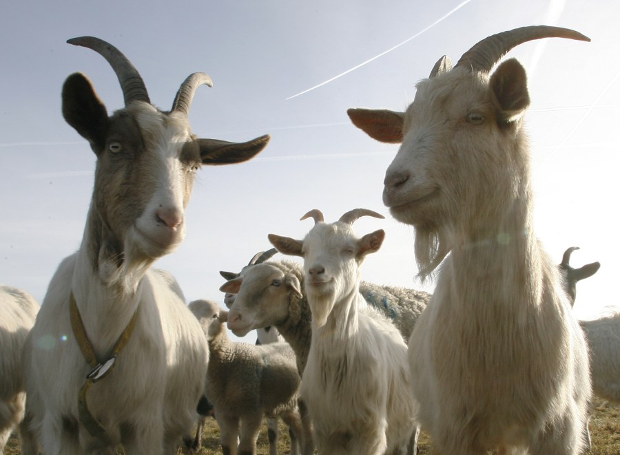 50 sheep storm supermarket in Germany