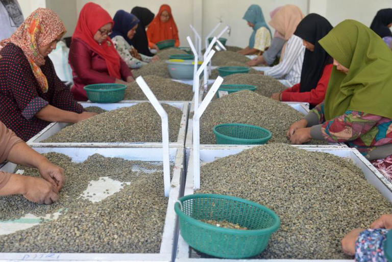 Belasan ribu hektare kebun kopi Aceh Tengah rusak akibat banjir dan longsor