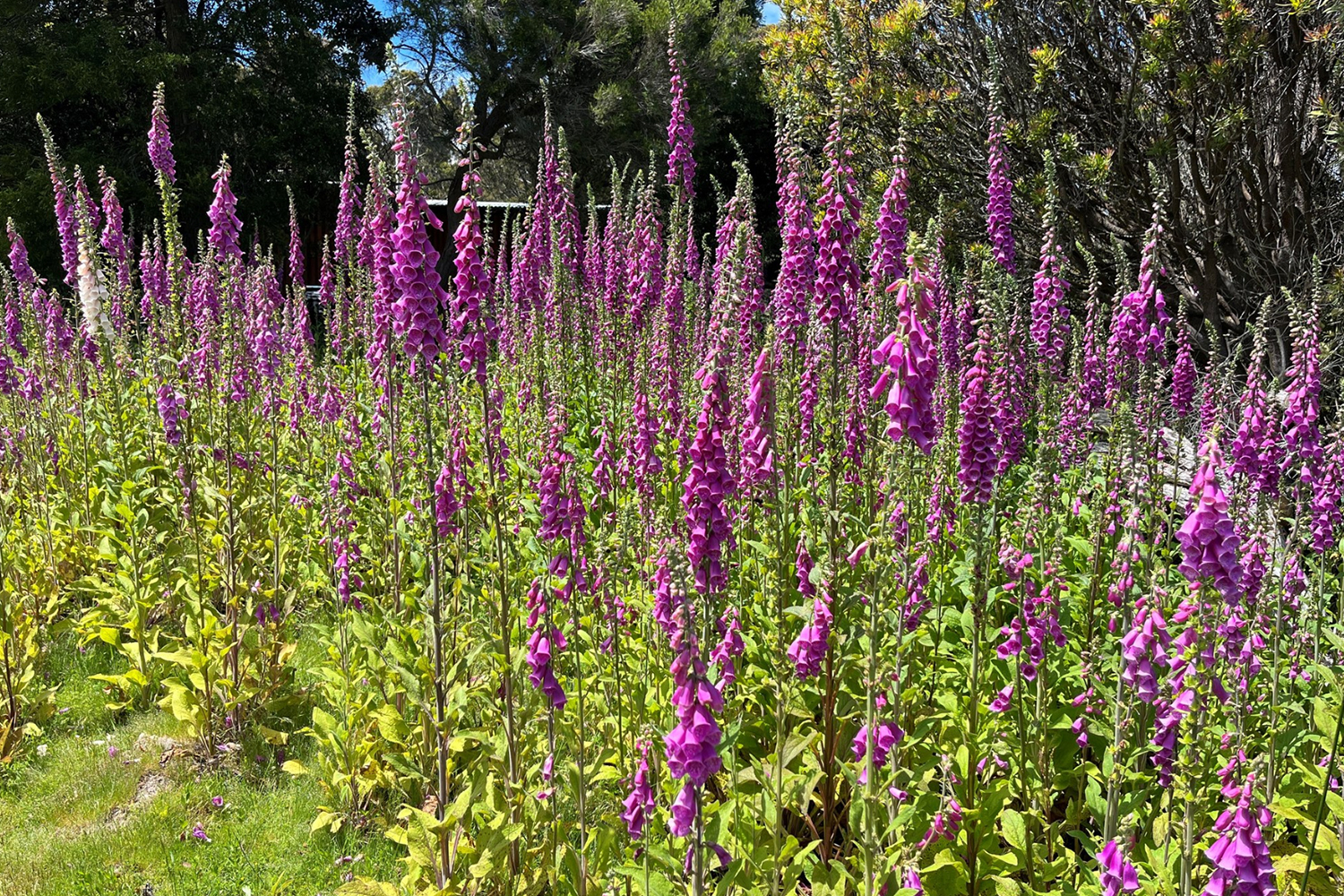 Aussies warned over danger lurking behind common garden plant's 'pretty ...