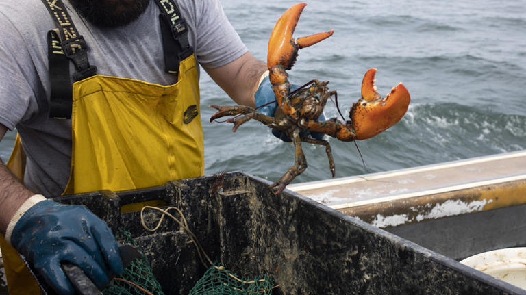 This state dominates US lobster harvests by a huge margin
