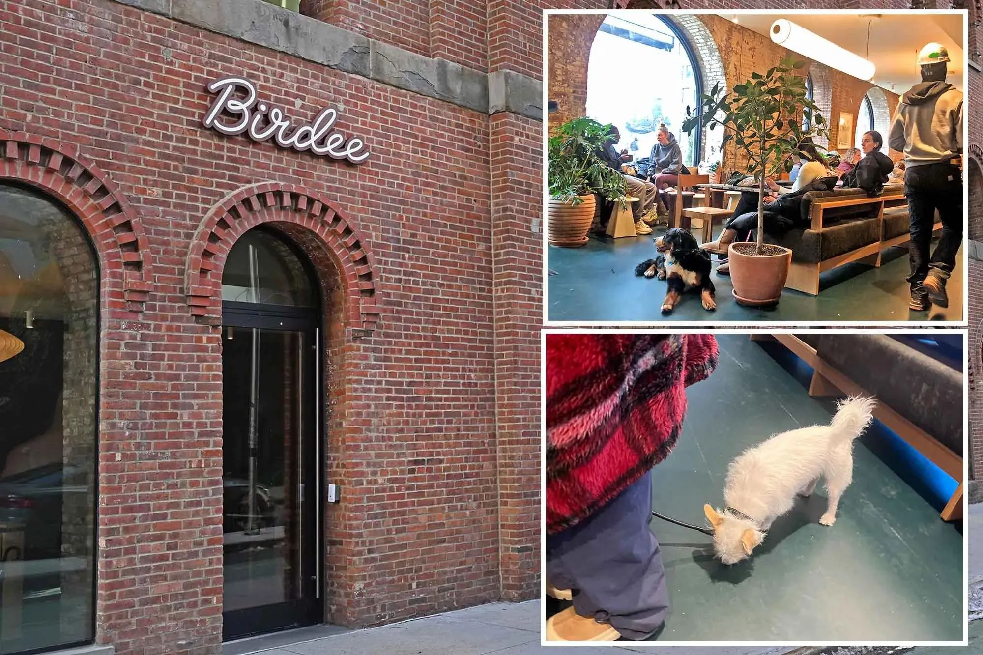 Dog attack at buzzy NYC bakery Birdee sparks debate about pooches in ...