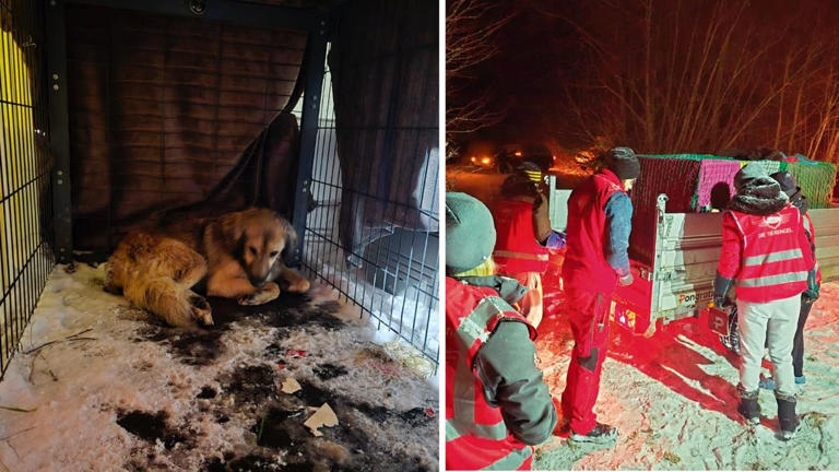 Armer "Frosty" überlebte 5 Tage bei klirrender Kälte