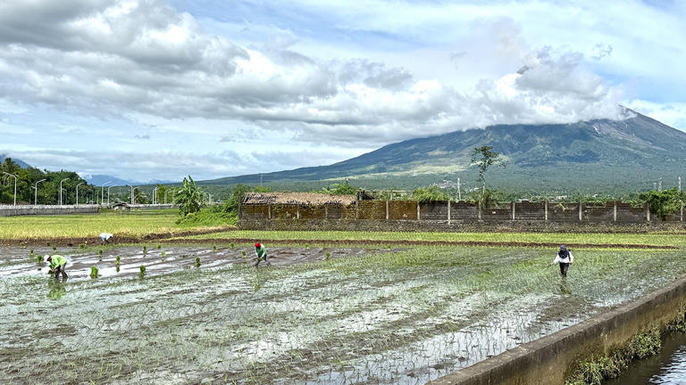 Farmers displaced by Mayon’s unrest to get livelihood training