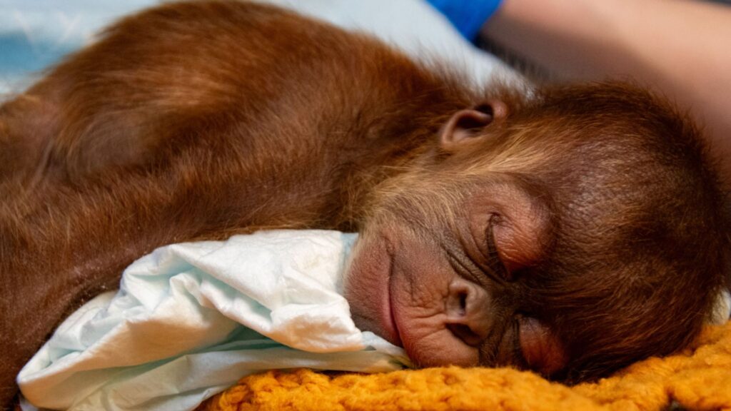 Rare birth of critically endangered baby orangutan amazes conservation ...