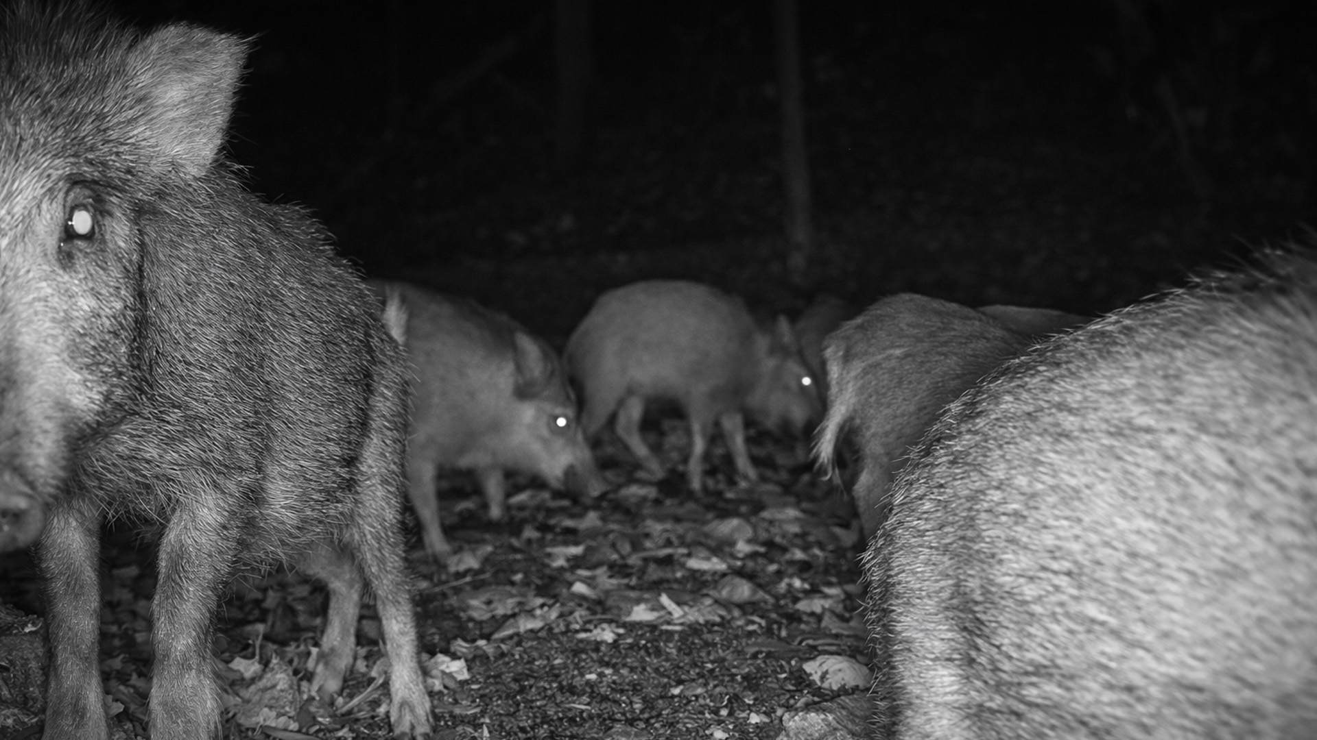 I didn’t expect wild boars to do this to my camera trap
