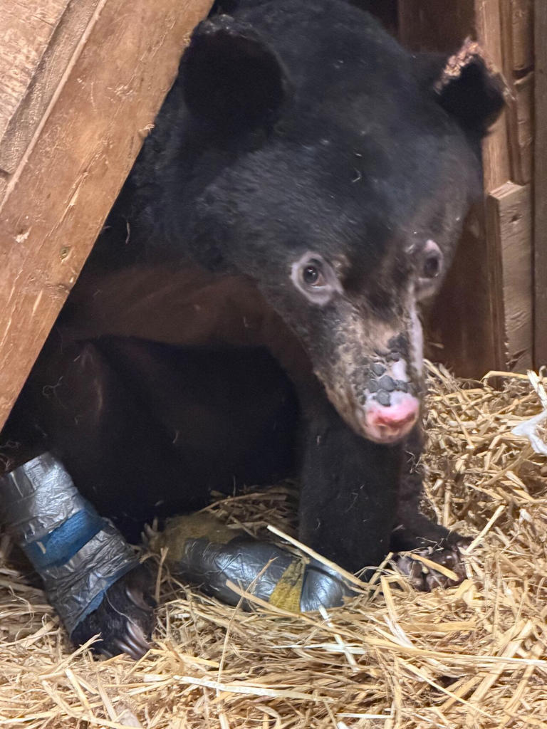 Valkyrie, the black bear cub found with severe burns in December, is ...