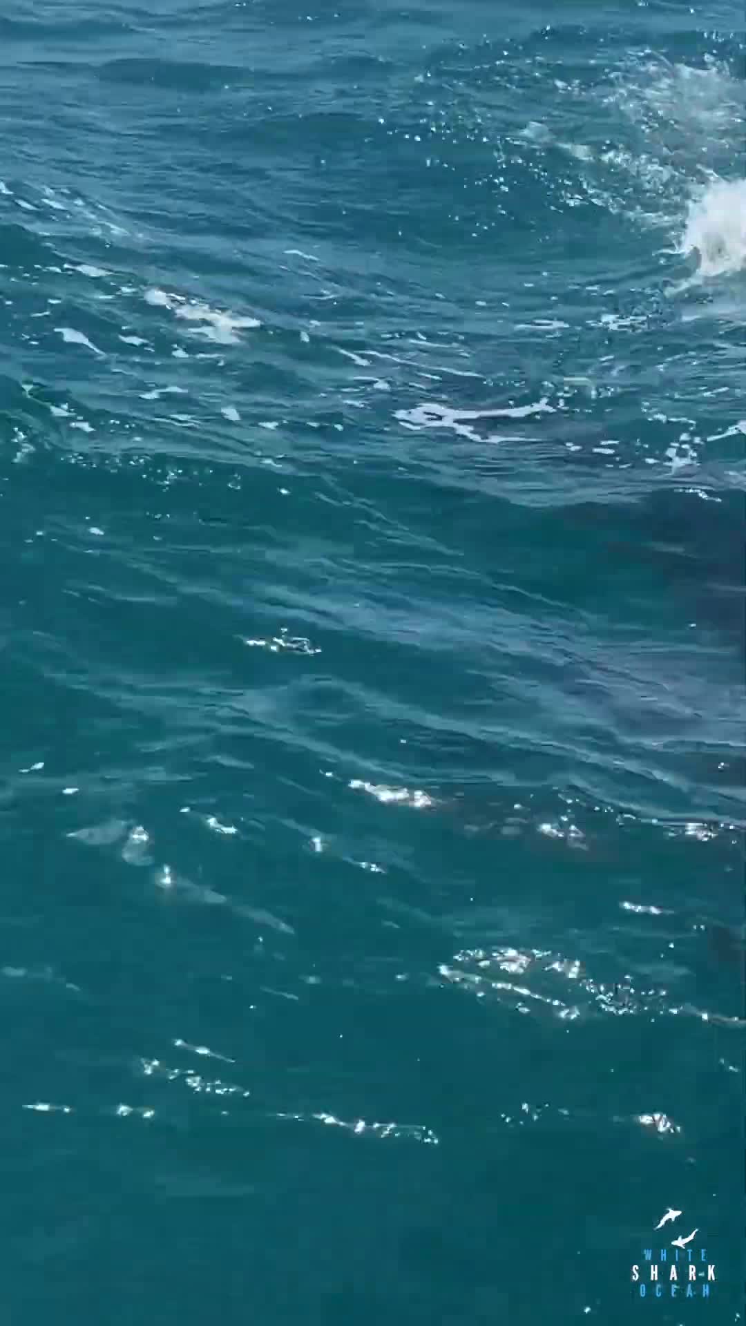2 great white sharks come together