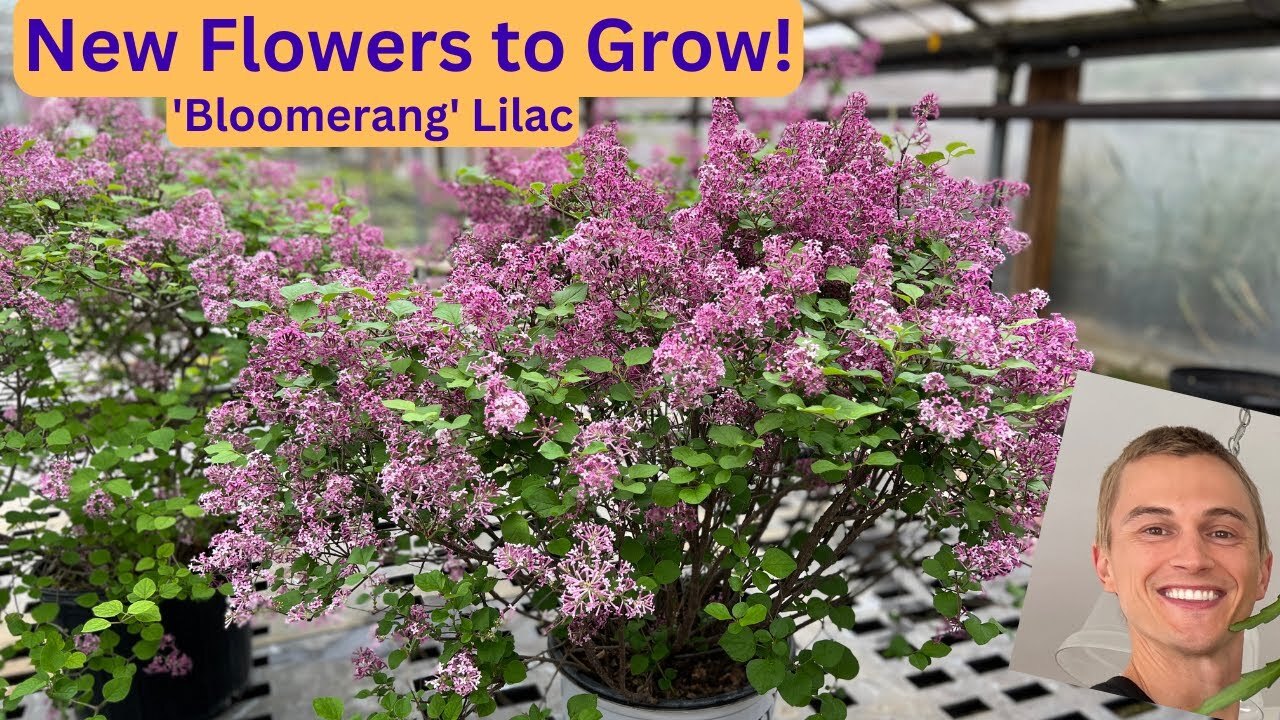Reblooming lilac 'Bloomerang' - Try this new plant!