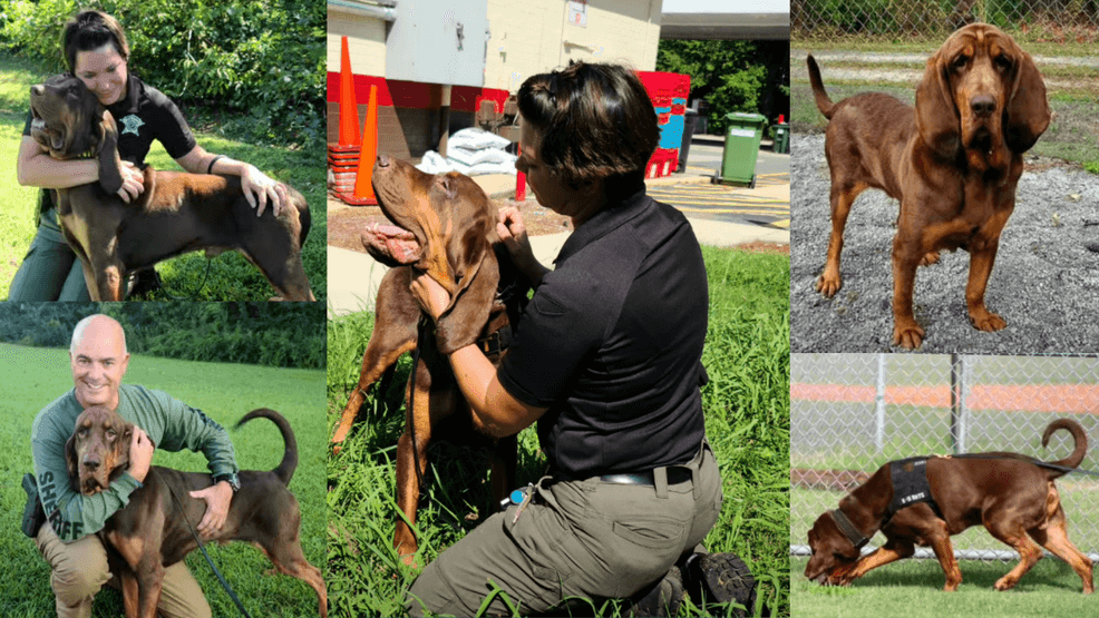 Craven County mourns the passing of retired K-9 hero Rhys, a community ...