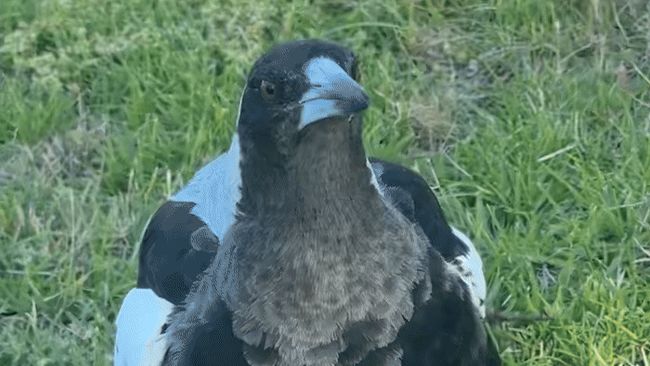 'What sort of mafia action is this?' Magpies corner Melbourne man