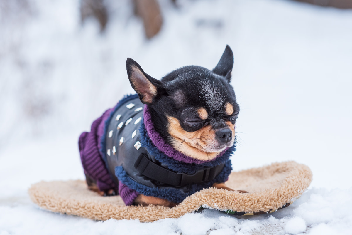 Senior chihuahua's snowy 'bucket list' adventure is one for the books